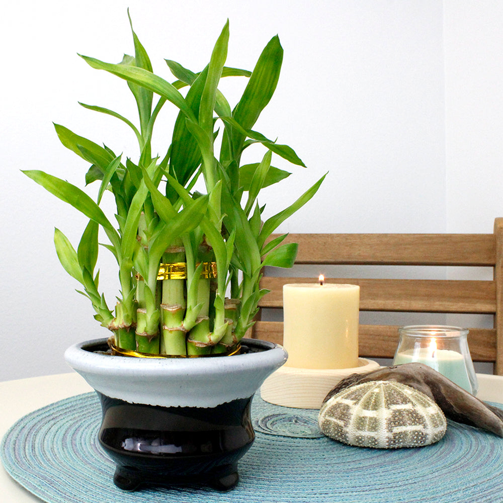 Arrangements - Lucky Bamboo Arrangements for Wholesale - NW Wholesaler