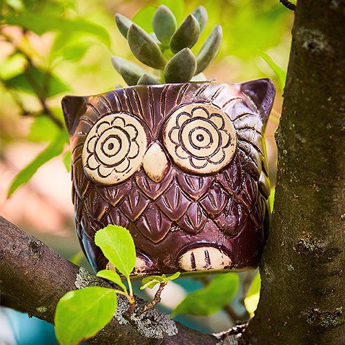 Brown Ceramic Owl Planter Pot with Cacti, Succulents and Small Plants ...