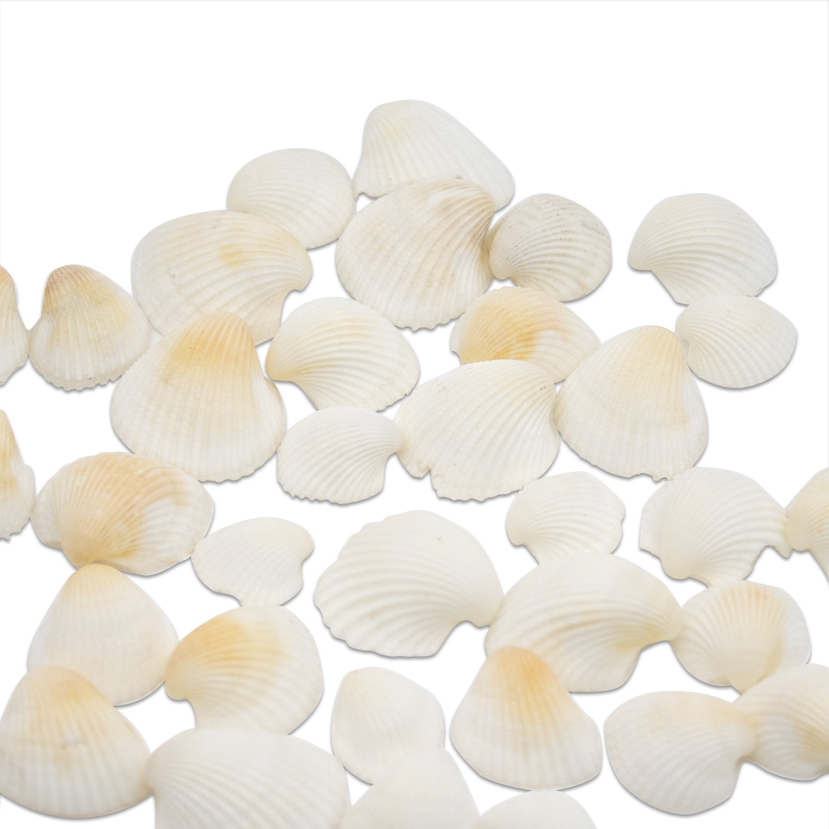 Bright White Clam Seashells 15OZ – NW Wholesaler