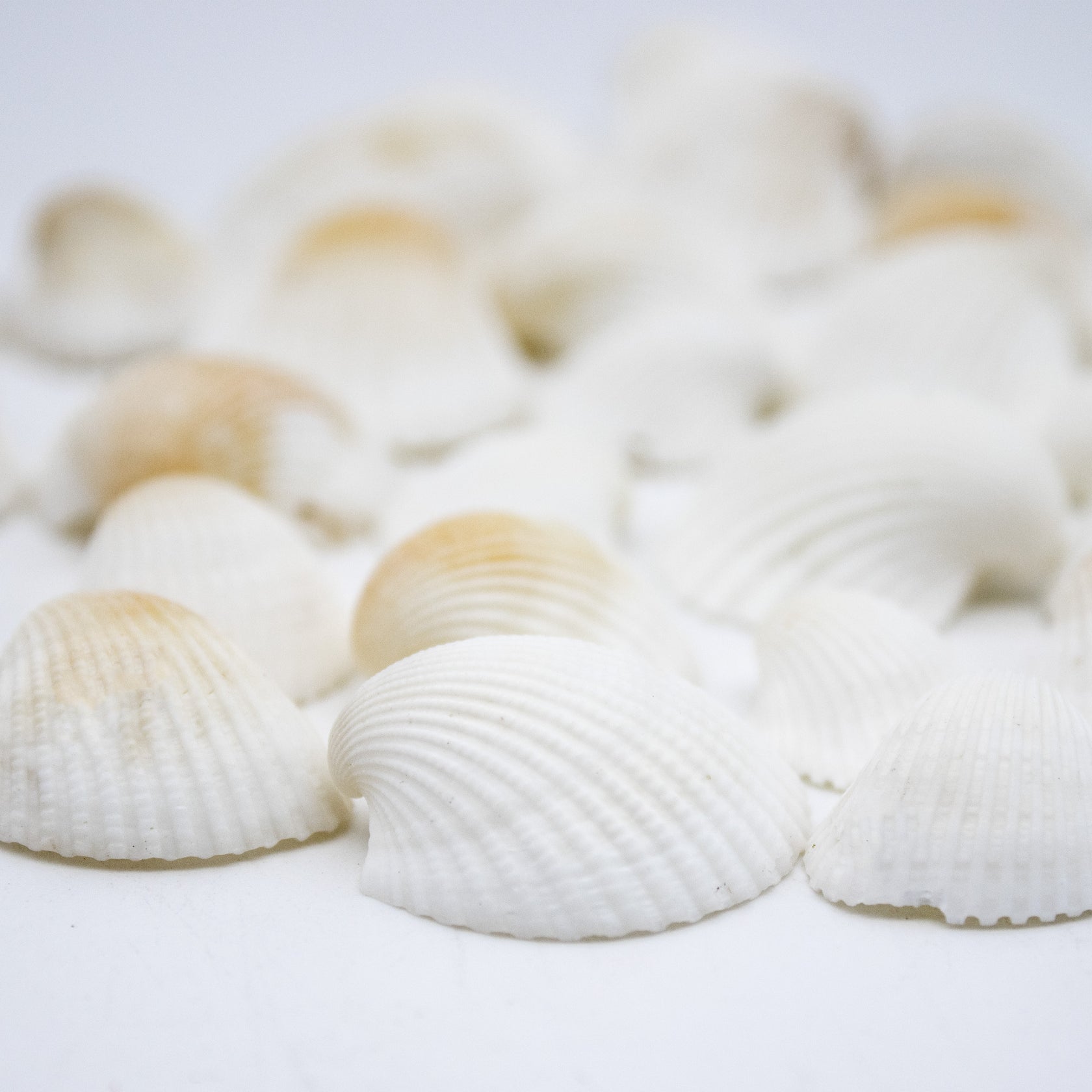 Bright White Clam Seashells 15OZ – NW Wholesaler