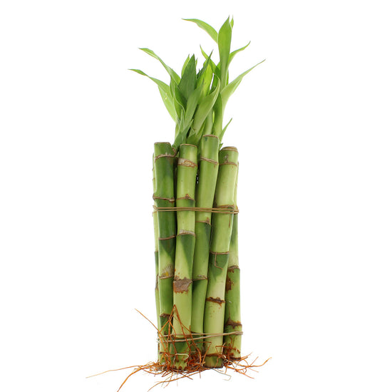 6" Indoor Live Lucky Bamboo Plant, Straight Stalks, Bundles of 10 & 100 ...
